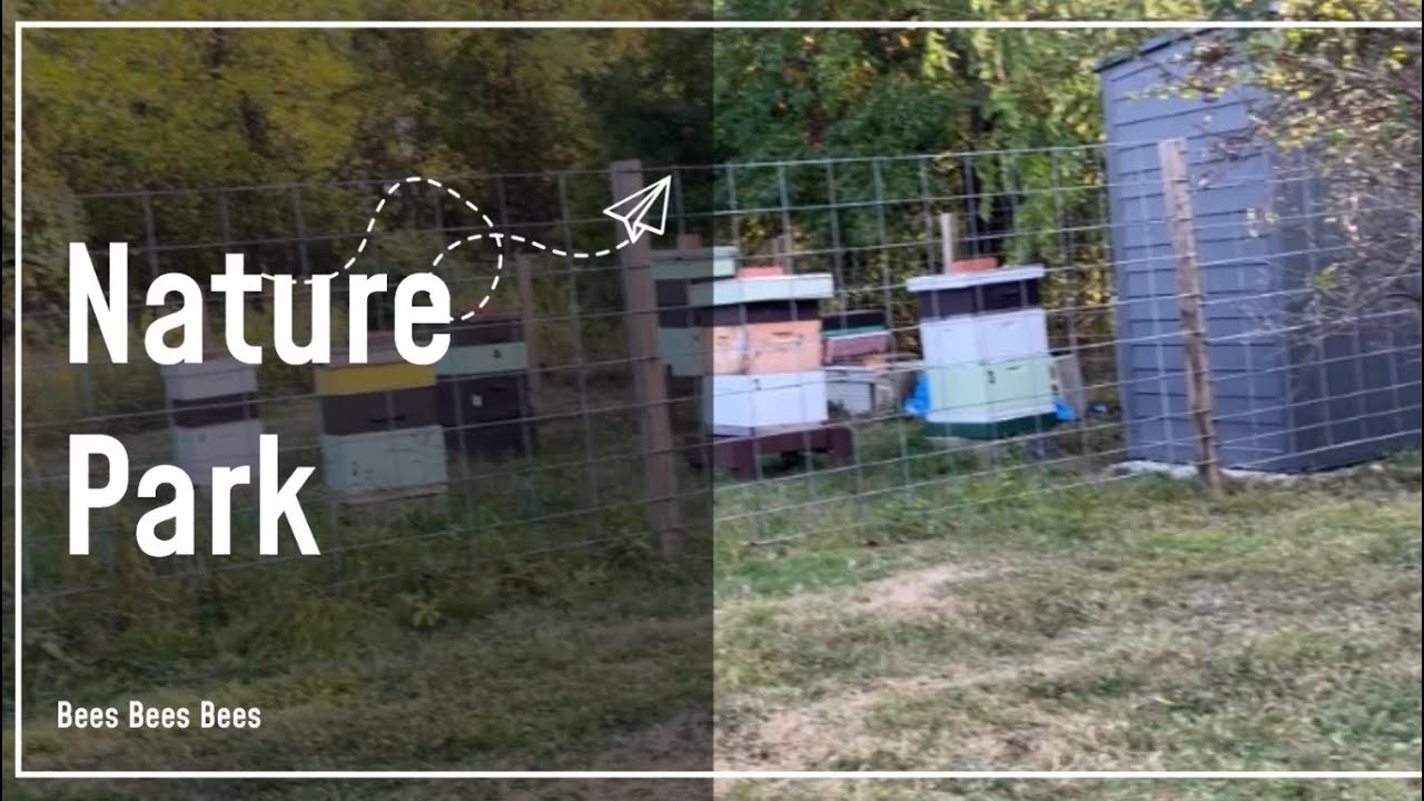 ((Honey Bee Hive)) and Bumble Bees at Outdoor Nature park