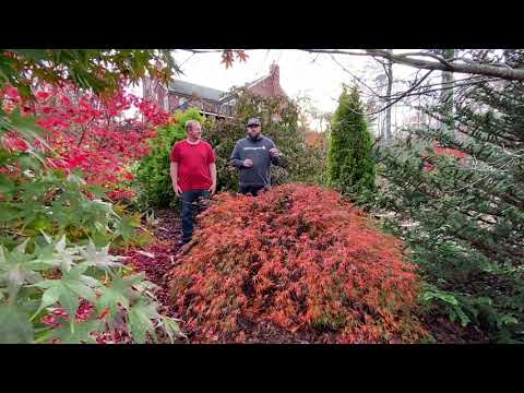 JEDDELOH ORANGE JAPANESE MAPLE