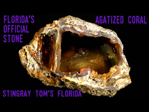 Agatized Coral - Florida State Symbols Part 6 - A Take 5 for Florida History 07