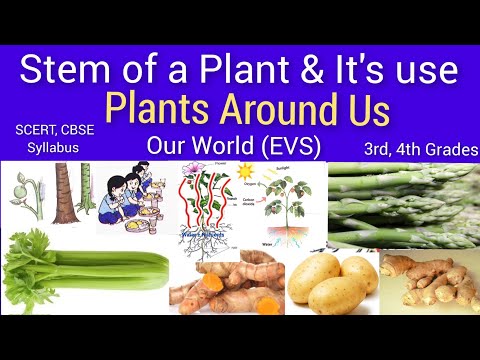 EVS : Stem of a Plant |How does stem help a plant? | APSCERT, CBSE Syllabus 2021 | 3rd, 4th Grades