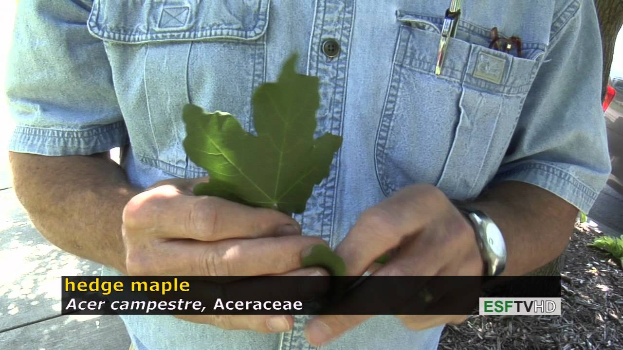 Trees with Don Leopold - hedge maple