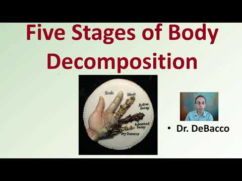 Five Stages of Body Decomposition