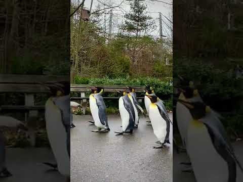 🐧Cute penguin walk in Basel, Switzerland | Zoo Basel