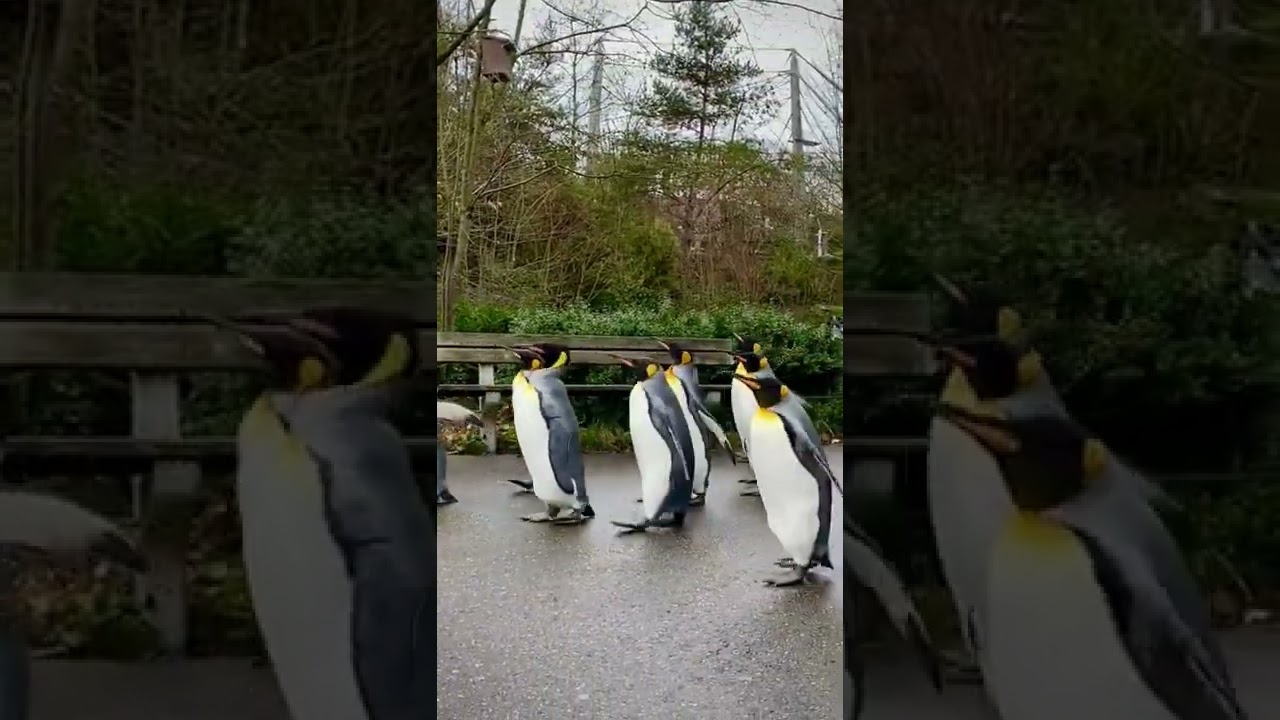 🐧Cute penguin walk in Basel, Switzerland | Zoo Basel