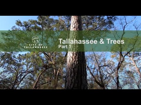 City of Tallahassee Tree Preservation Standards