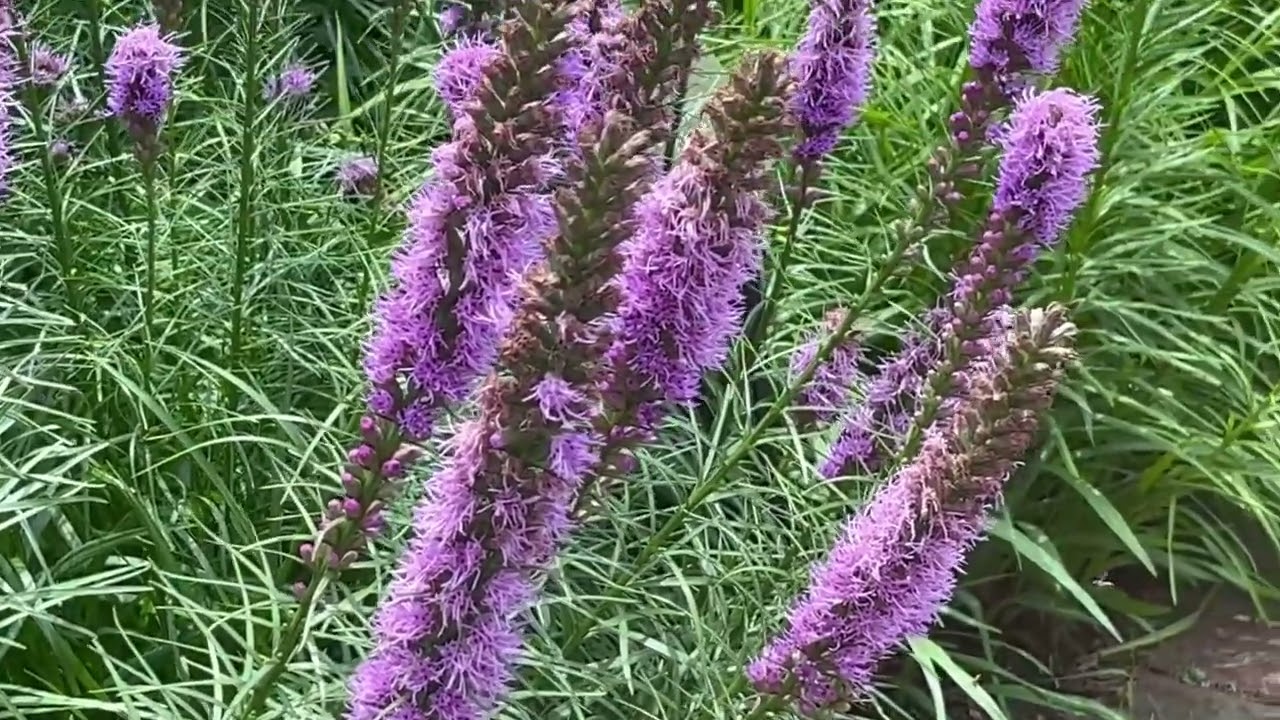 Blazing Star Plant Profile