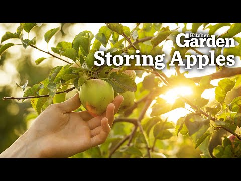 Storing Apples | Jobs for the Month | Kitchen Garden Magazine |