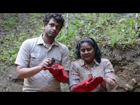 Steam Community :: Video :: Release of Pygmy Owls!