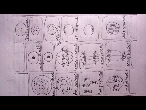 How To Draw Phases Of Mitosis | Well Labelled Diagram Of Phases Of Mitosis | Biology Diagram