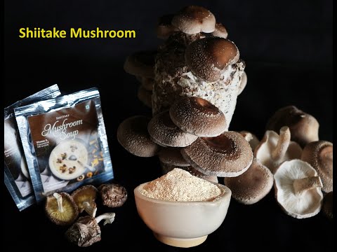 Shiitake Mushroom CSIR IHBT Palampur Himachal Pradesh