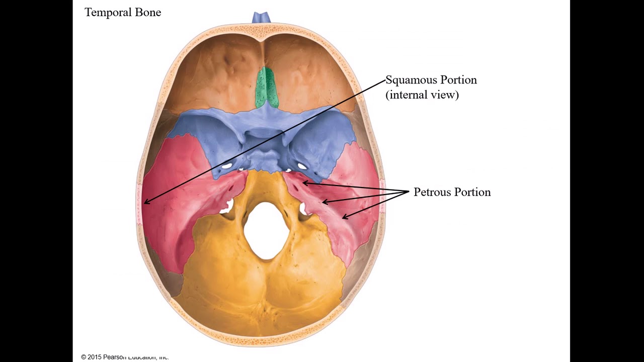 PowerPoint Cranial Bones