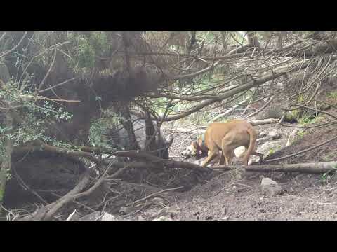 Bro’s 1st rip – Mainland Boar Hunting Ltd