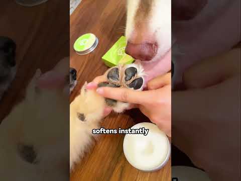 Cleaning 100 Different pets | Did you know dog paws can crack and peel too?