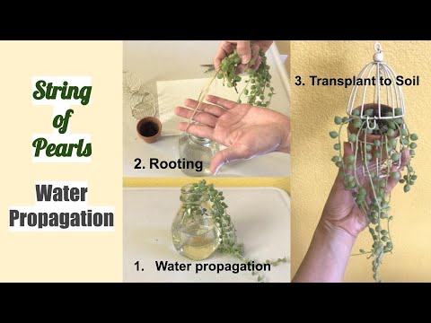 String of Pearls Water Propagation (Senecio Rowleyanus)