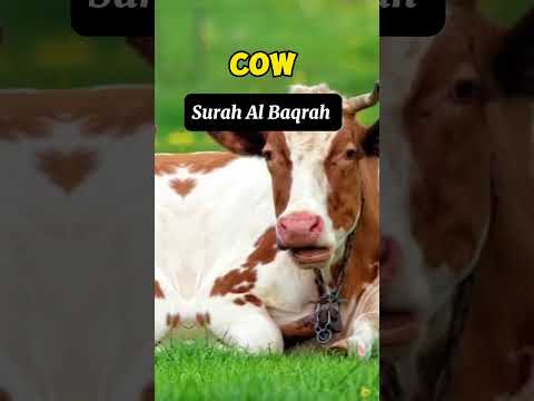 Animals which are Mentioned in Quranπ !! #viralshort #islamic #religion #allah #islamicshort #quran