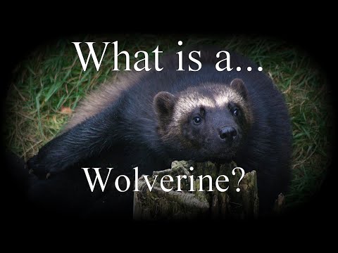 What is a Wolverine?