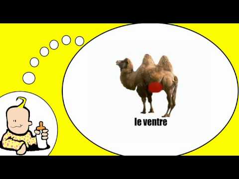 Master French language # Speak like a French # The Camel