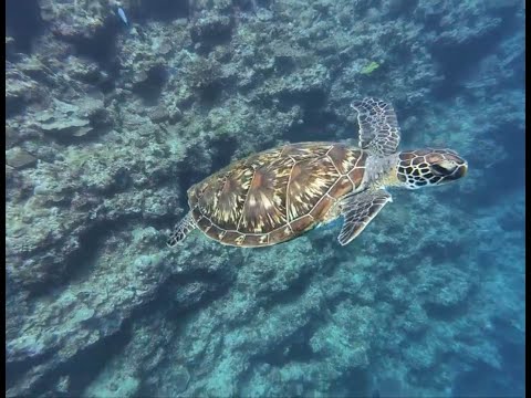 冲绳,okinawa maeda,2025.05.17,turtle, eel, puffer-fish