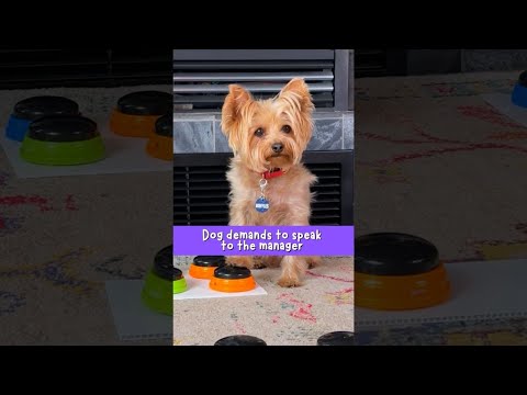 Angry "Karen" dog asks to speak to the manager #shorts