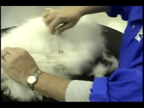 Safe Mat Removal for Long Haired Cats with Melissa Verplank