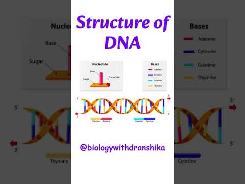 The Double Helix: Structure of DNA #biology #educationalvideo #humanbody #dna #blood #bloodcells