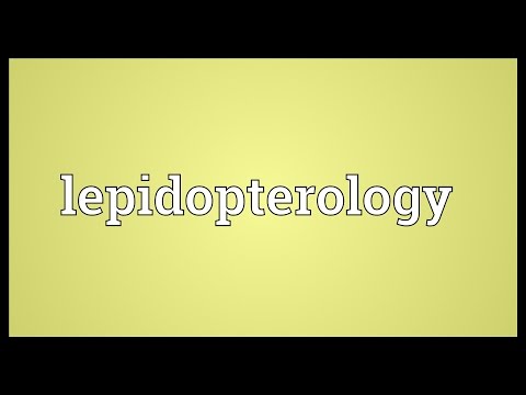 Lepidopterology Meaning