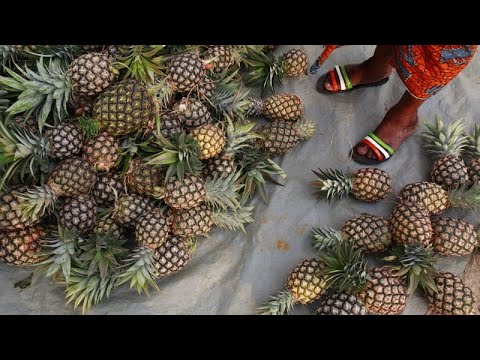 Kenyan company making sustainable textiles out of pineapple waste