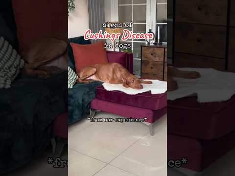 Signs of CUSHINGS DISEASE in DOGS *our experience* #shorts