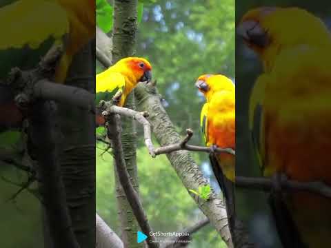 Animals And Birds Name. Amazing facts about animals. like, share and subscribe for more facts