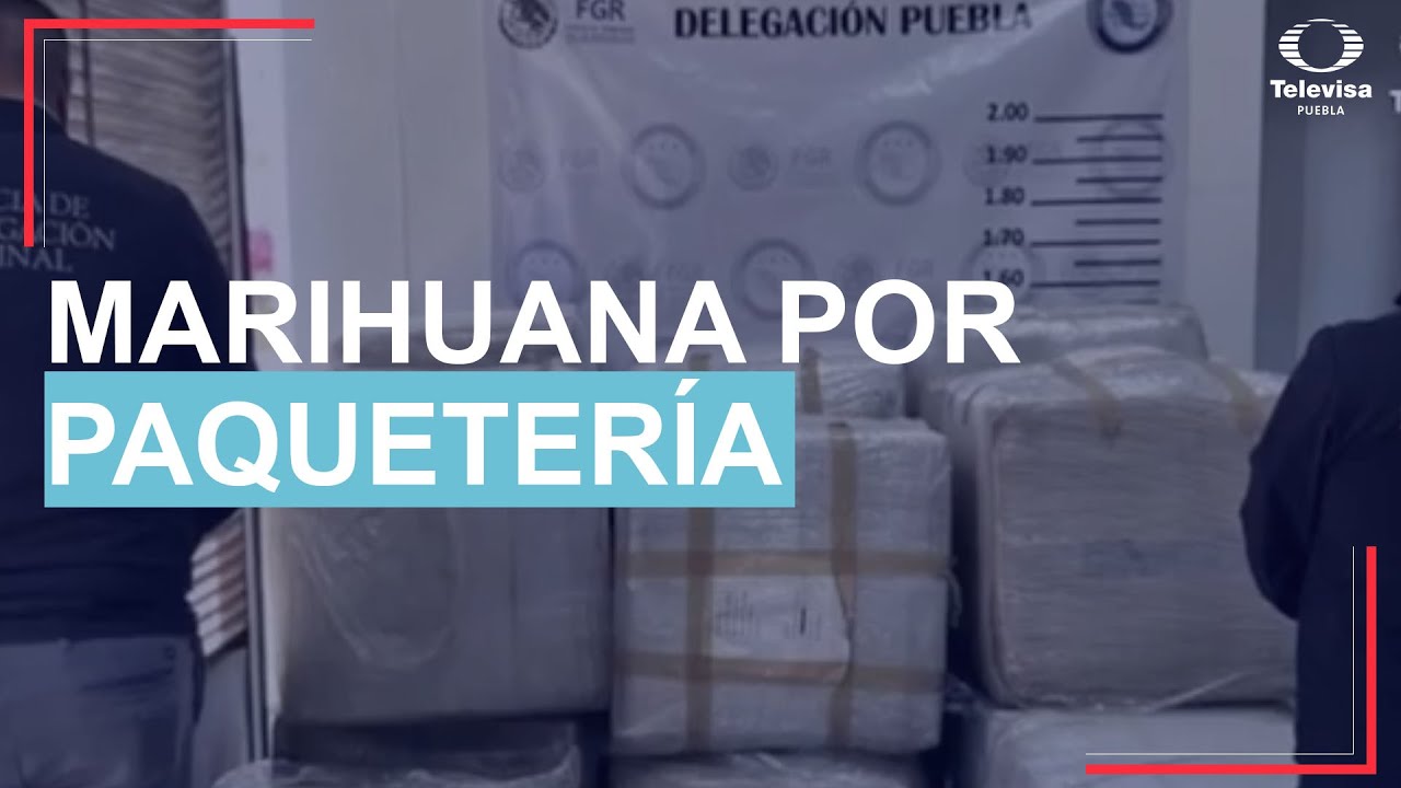 Iban a mandar 750 kilos de marihuana por paquetería | Las Noticias Puebla