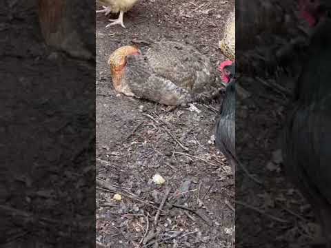 Chicken’s Head Cut Off?!?