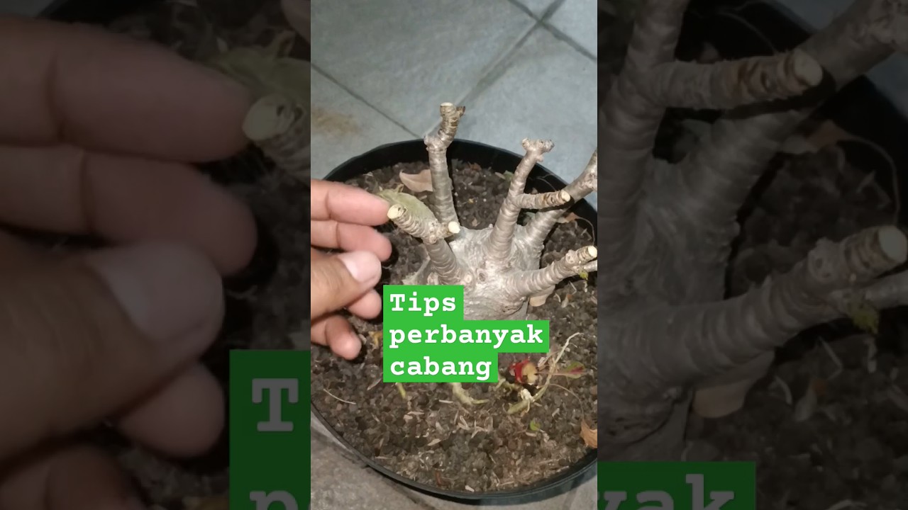 TIPS PERBANYAK CABANG ADENIUM #adenium #adeniumlover #bonsaiadenium #bonsaimini @P3FARM