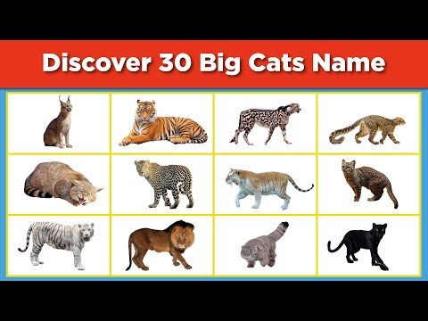 30 Big Cat Names with Picture II Learn Big Cat Name II Big Cats Vocabulary II Big Cat Name for Kids