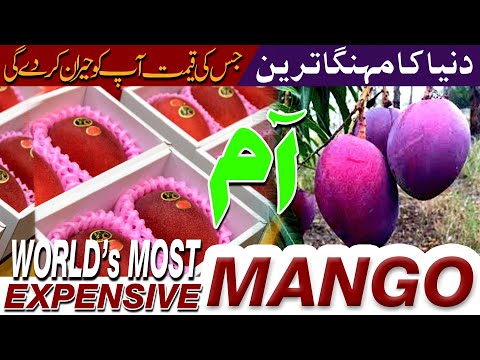 World's Most Expensive Mango - Awesome Japan Agriculture Technology Farm, دنیا کا مہنگا ترین آم