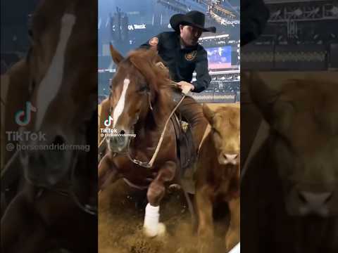 Close Up Cutting Horse