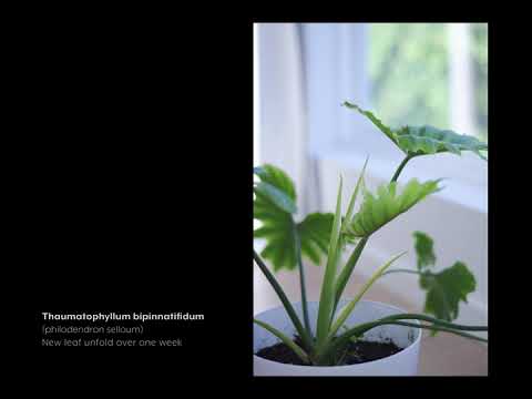 Time lapse: Thaumatophyllum bipinnatifidum (philodendron selloum) unfurls new leaf over one week