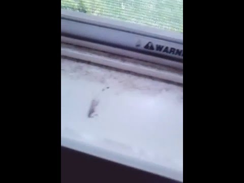 Please help might need a bug expert call me immediately
