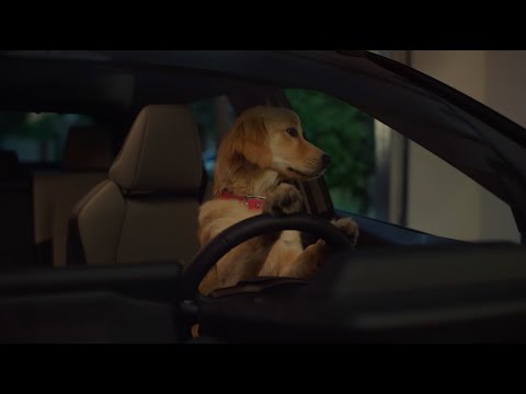Caught | Subaru Dog Tested TV Commercial