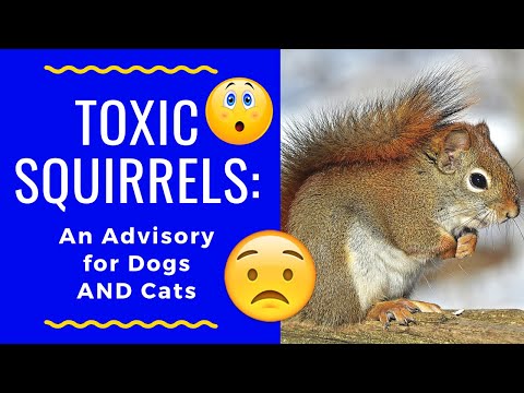 Toxic Squirrels: An Advisory for Dogs AND Cats