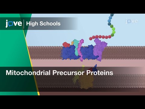 Mitochondrial Precursor Proteins | Cell Bio | Video Textbooks - Preview