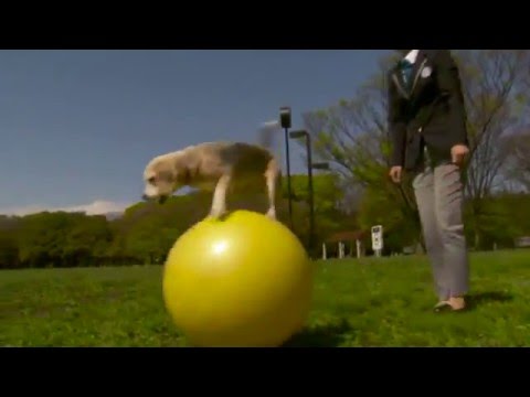 Unbelievable Animals - Japanese Beagle Dog On A Ball World Record Breaking 10 meters in 11.9s