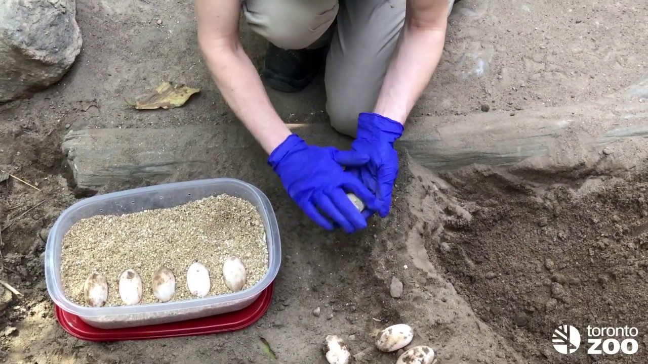 Digging up Malaysian Painted Turtle Eggs