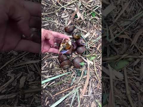 Snail for Food!!😃 #exotic #food #pinoy #farming #farm #shorts #ytshorts #yt #youtubeshorts #youtube