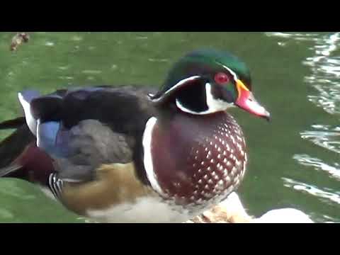 MALE AND FEMALE WOOD DUCKS-INGLEWOOD BIRD SANCTUARY, AB, CA.