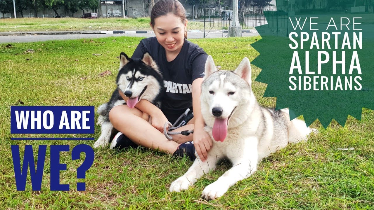 HUSKIES VLOG Unleashed!