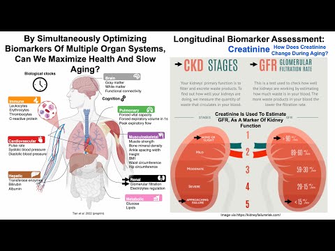Kidney Function: What's Optimal For Health (And Potentially, Longevity)?