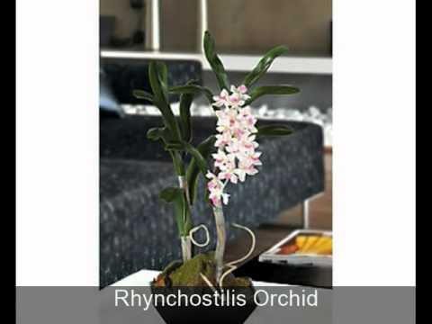 Artificial Orchids - www.budtoblooms.com - silk, faux, fake orchids