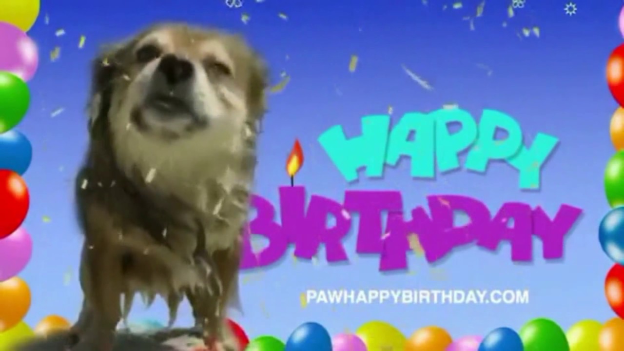 Happy Birthday Adorable Doggy Postcard