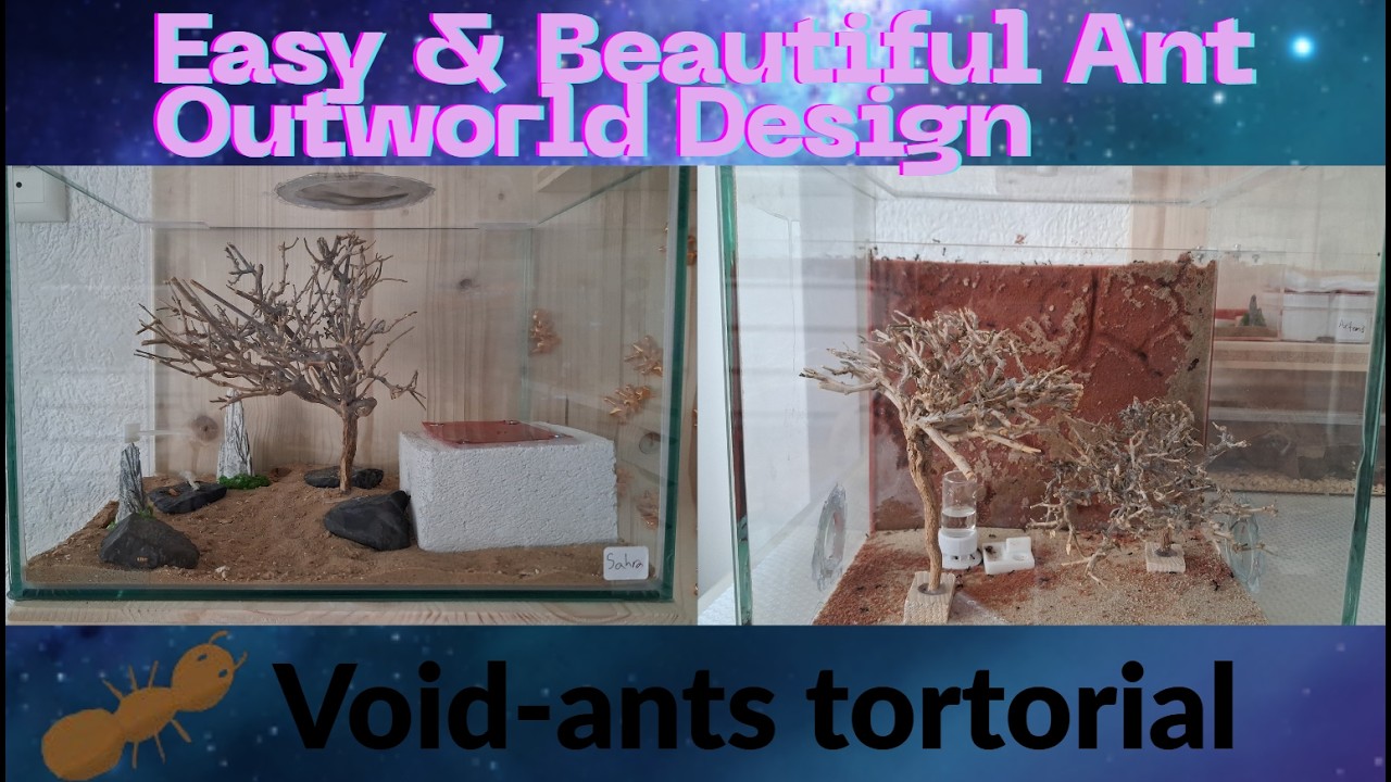 The Truth About Easy Ant Outworld Designs (What You Must Know)