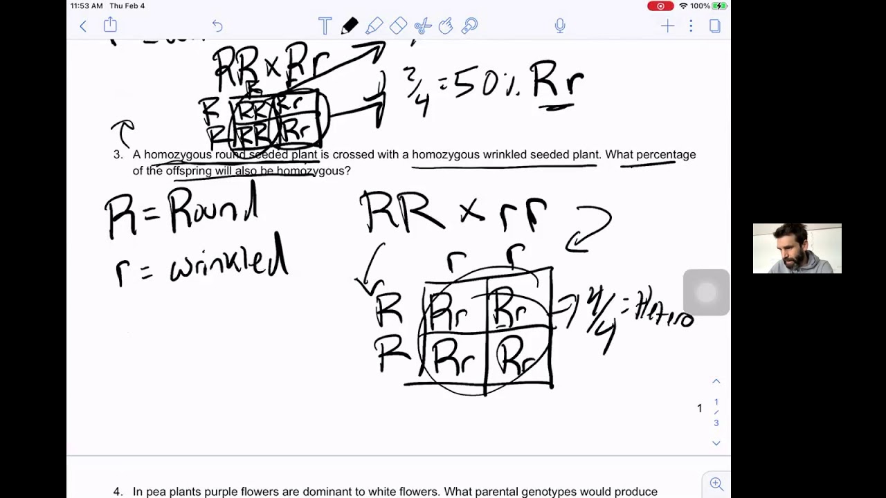 Monohybrid Practice Problems #3